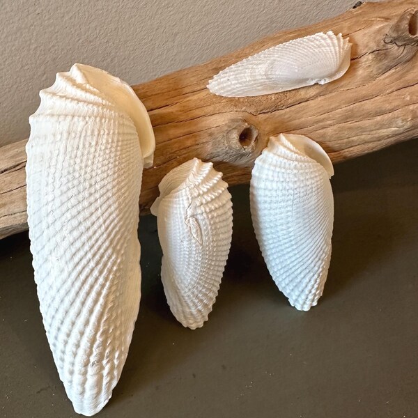 Seashell Angels - Etsy