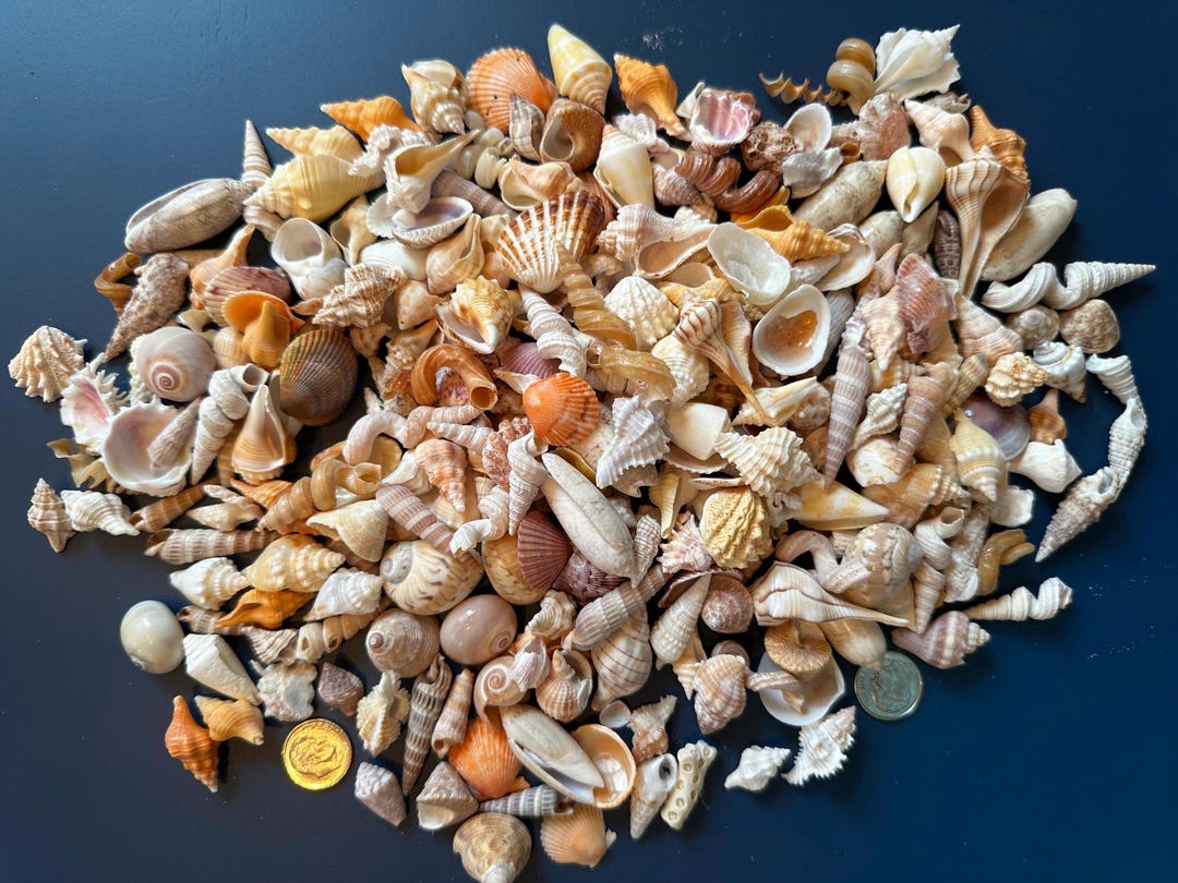 Tiny, Small Seashells 1 Pound. This Tiny Assortment of Shells is Great ...