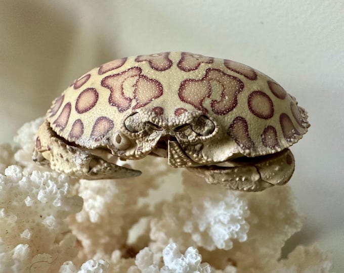 1 Natural Crab Carapace Leopard Crab Shell - Etsy