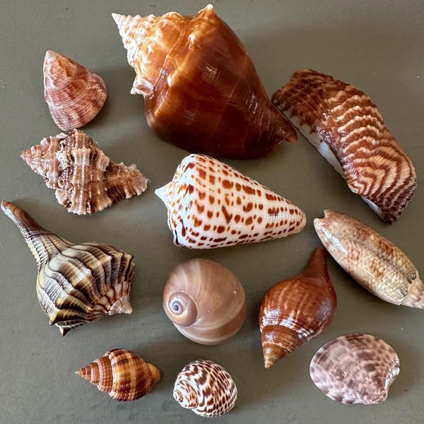 Seashell Collection - Etsy