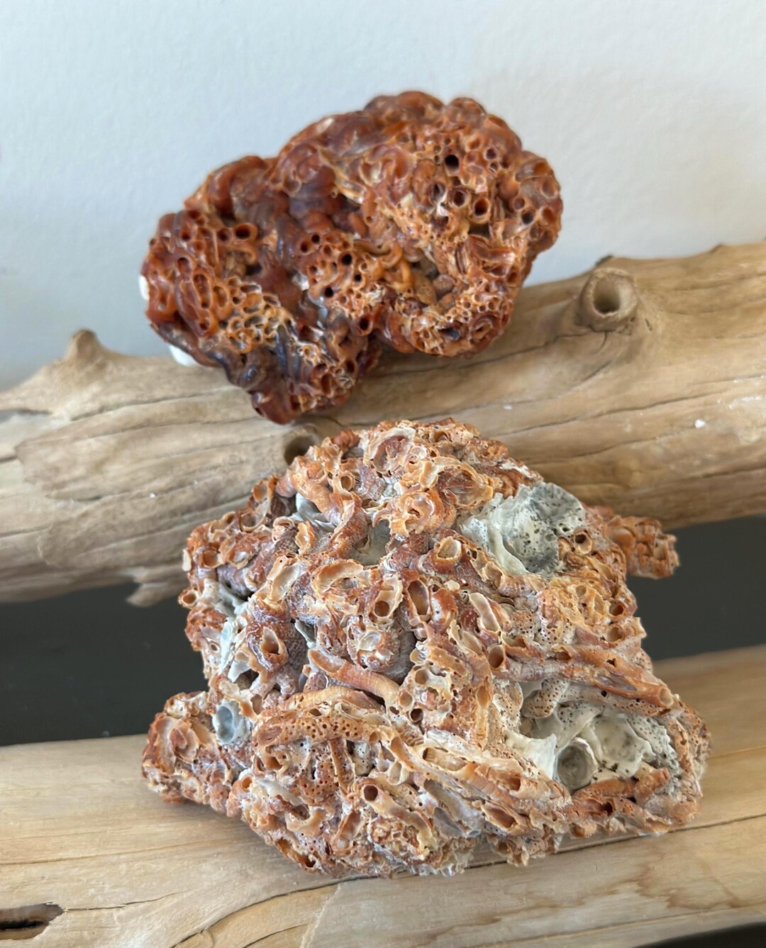 2 Unique Worm Shell Tube Sea Clusters Natural Sanibel Island Florida ...