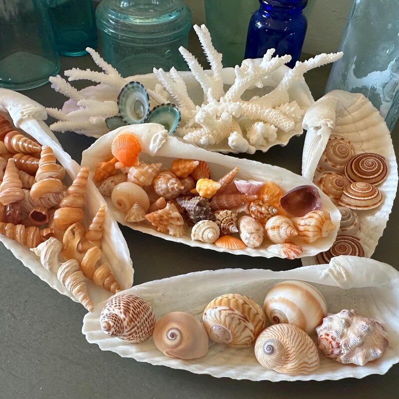 Seashell Angels - Etsy