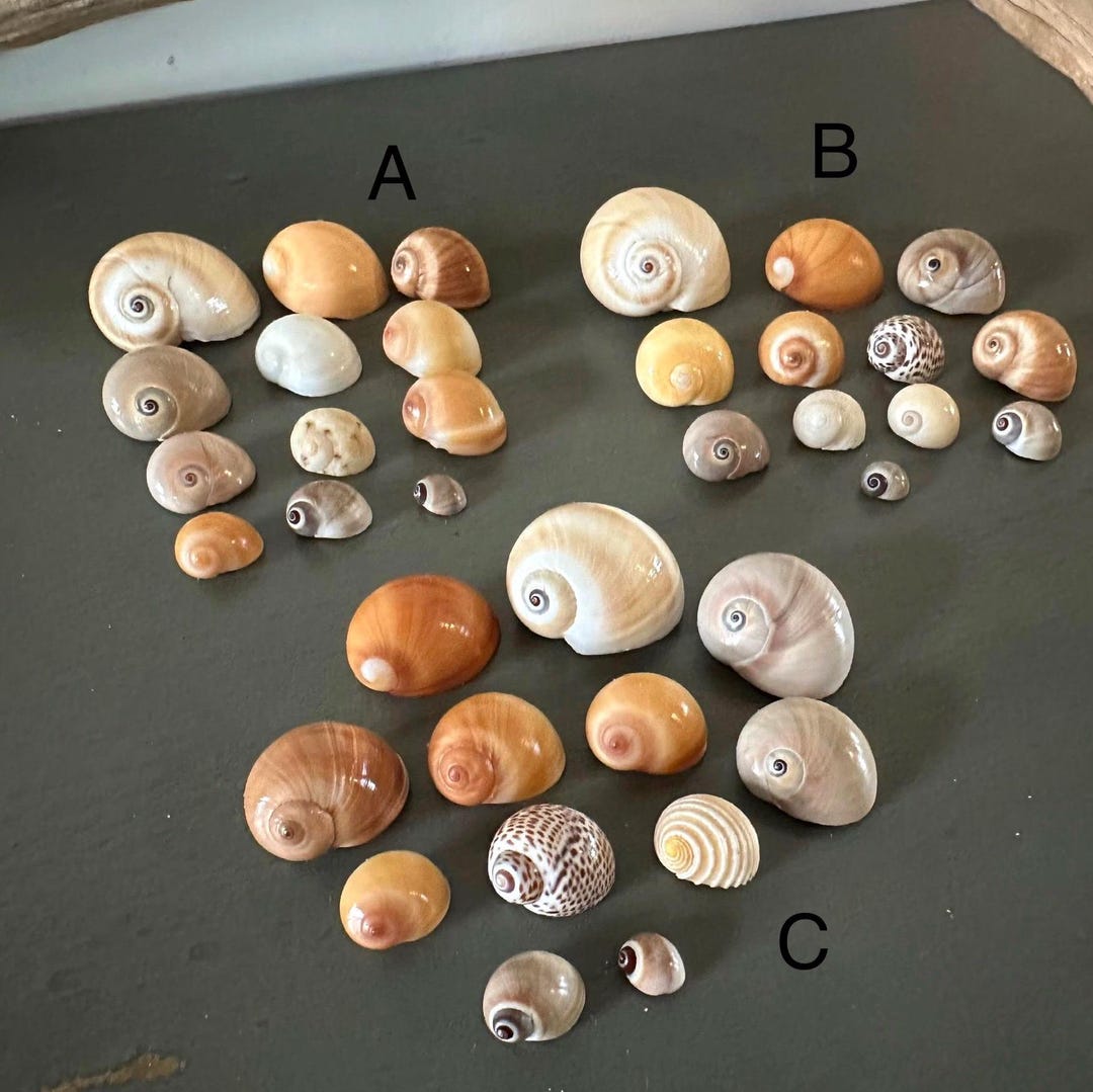 12 Shark Eye Seashells Moon Snail Shells Assorted Sizes and Sets ...