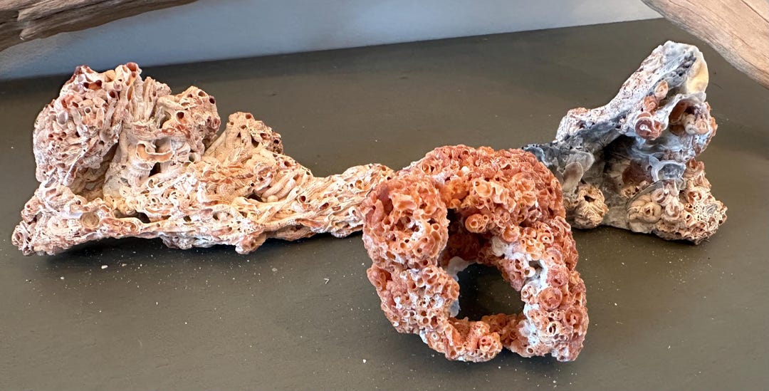 3 Unique Worm Shell Tube Sea Clusters Natural Sanibel Island Florida ...