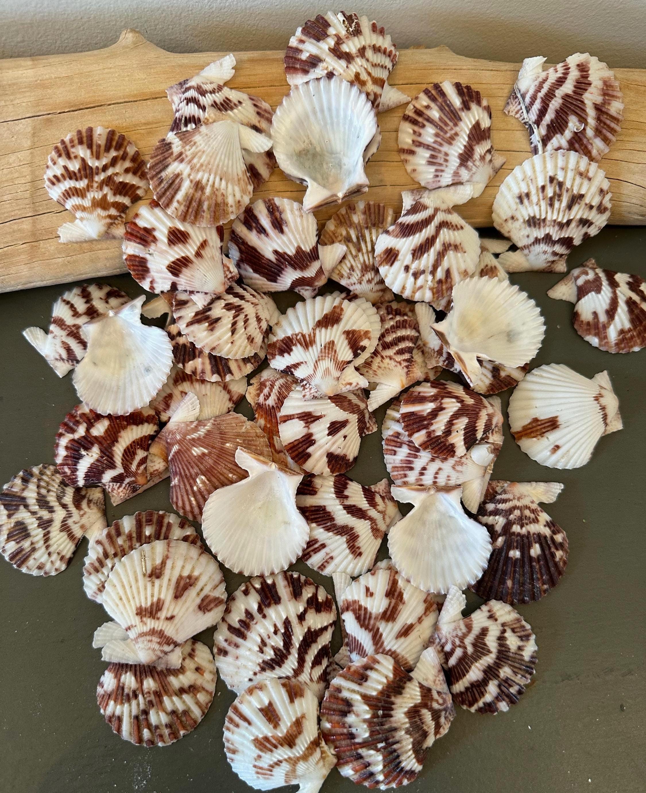 Pecten Tranquebaricus Scallop Shells Assorted Patterns Seashells - Etsy