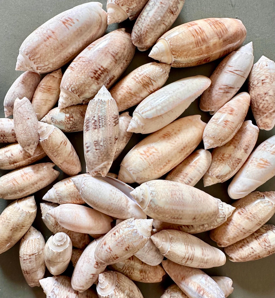 Assorted Pointy Lettered Olive 20 Sea Shells From Sanibel Island ...