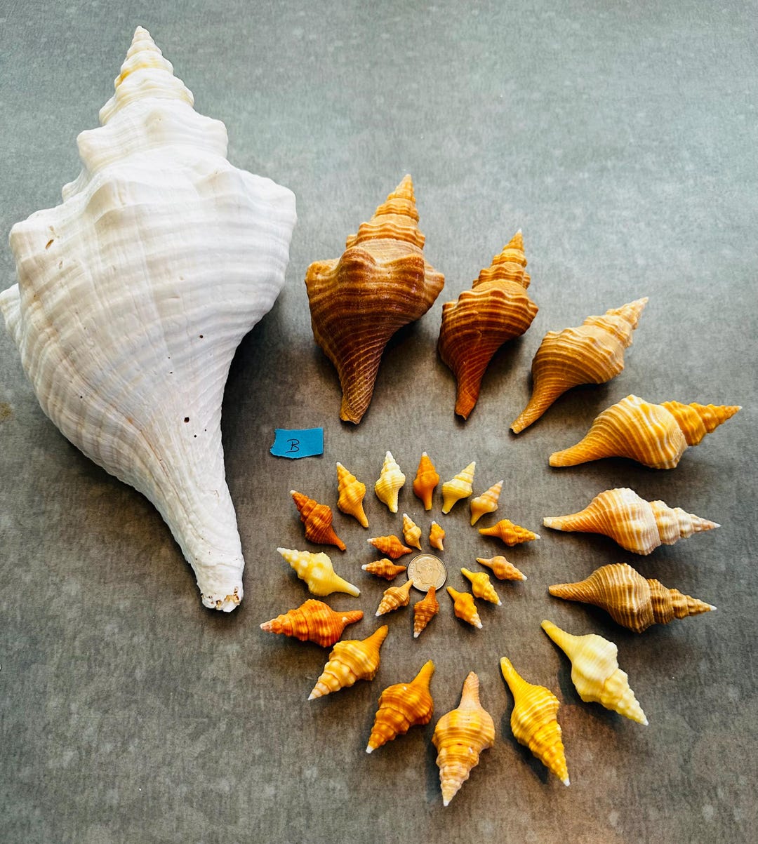 Florida Horse Conch Seashell Set 30 Pieces SET:B Sanibel Island Florida ...