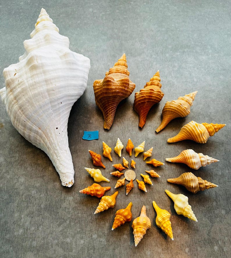 Florida Horse Conch Seashell Set 30 Pieces SET:B Sanibel Island Florida ...