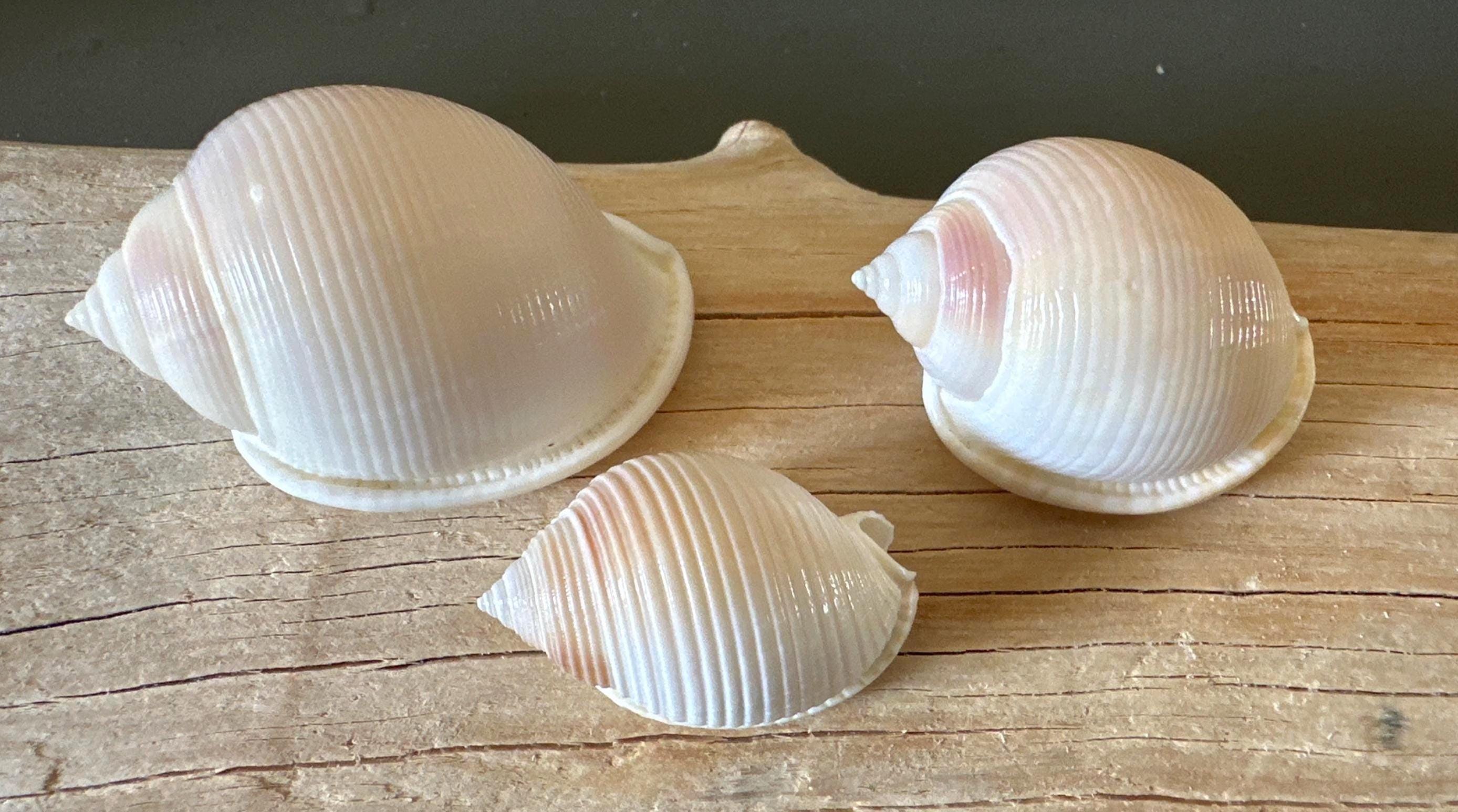 Scotch Bonnet Seashell: Assorted Sizes, Natural Beach Decor - Etsy