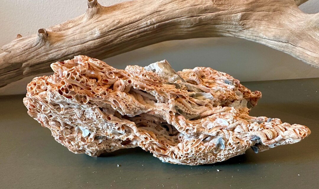 1 Large Unique Worm Shell Tube Sea Cluster Natural Sanibel Island ...
