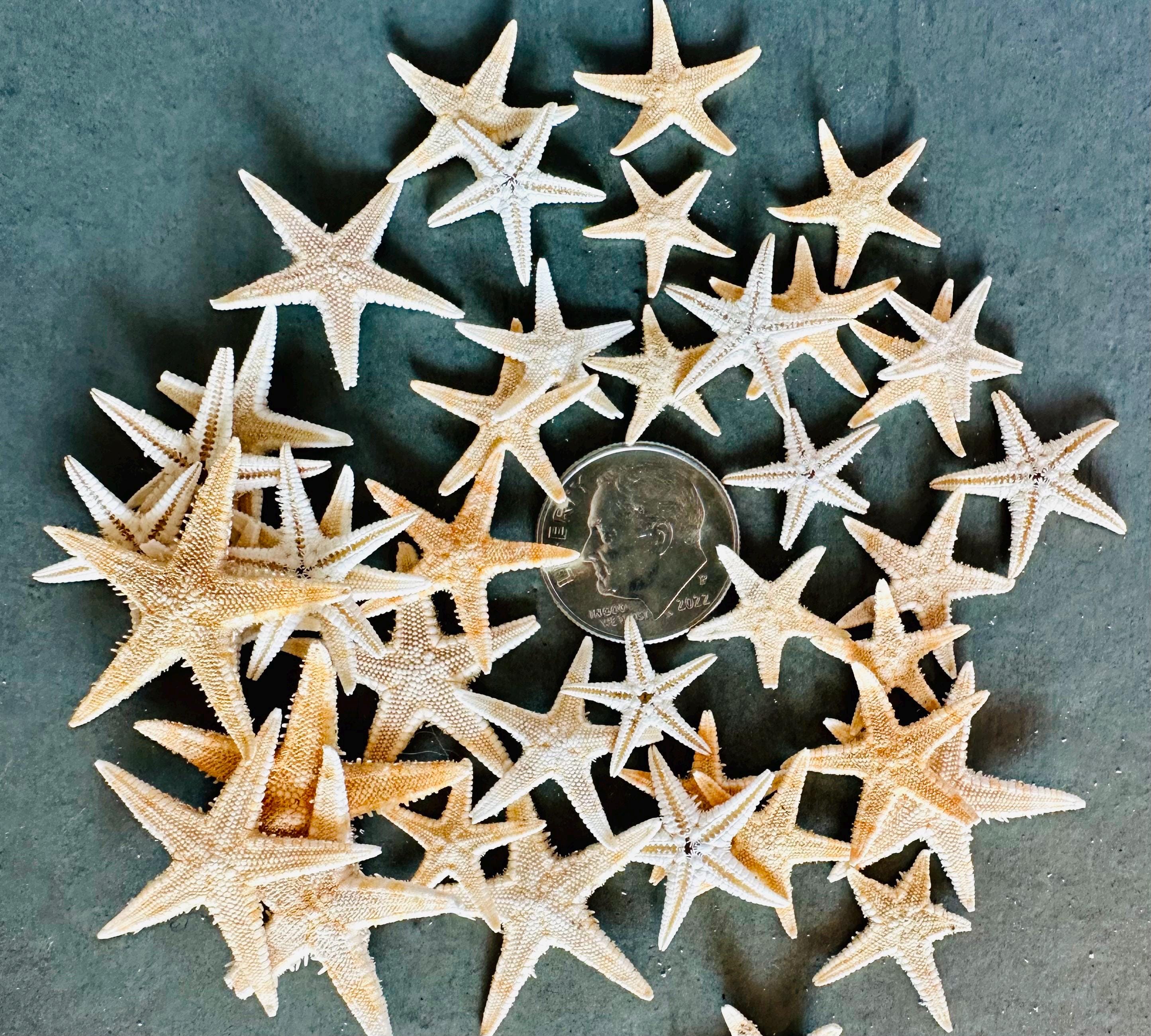 Mini Natural Tiny Starfish Star Sea Shell - Etsy