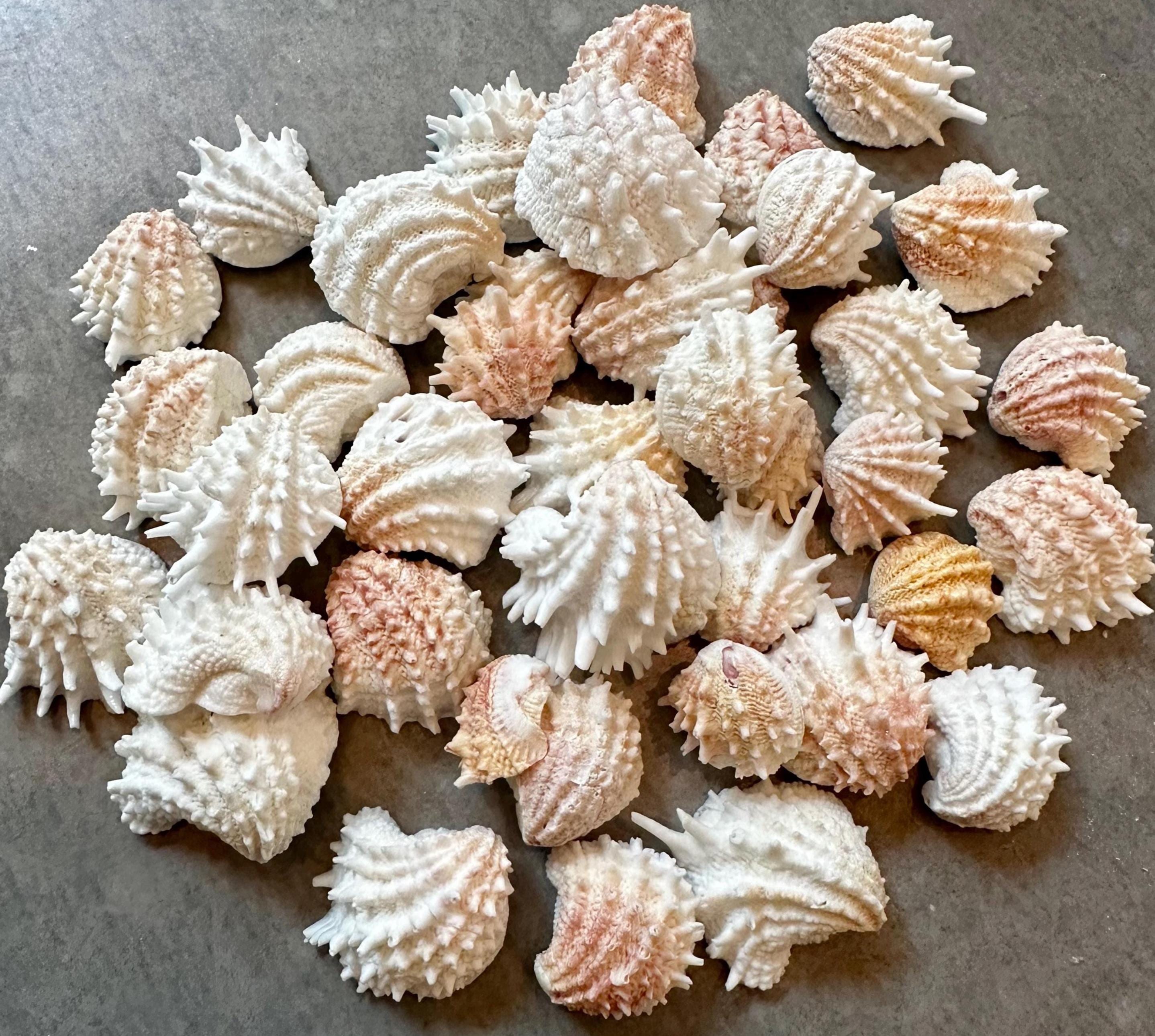 15 Spiny Jewel Box Seashells - Sanibel Island Florida Shells - Etsy