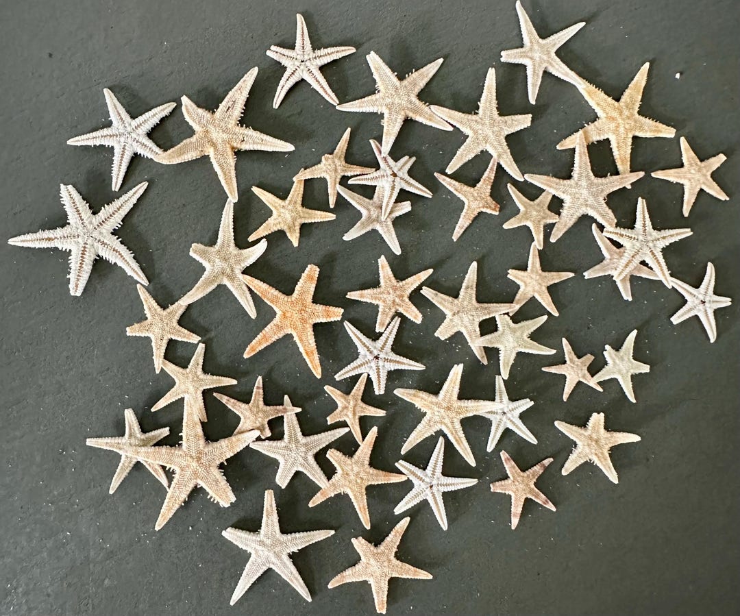 25 IMPERFECT Mini Natural Tiny Starfish Star Sea Shell - Etsy
