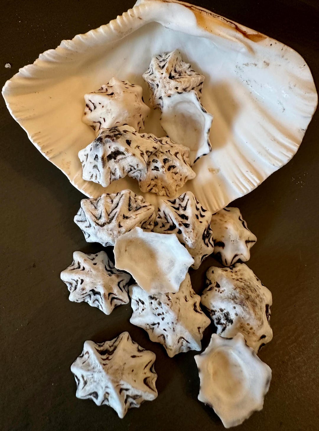 Star Limpet Seashells White and Black Seashells - Etsy