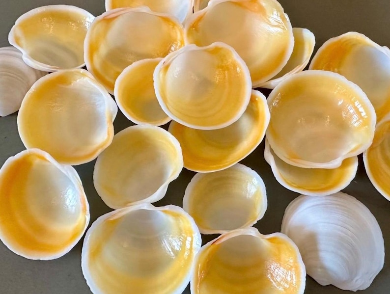 Buttercup Lucines Clam Seashells Yellow Sanibel Island Buttercup ...