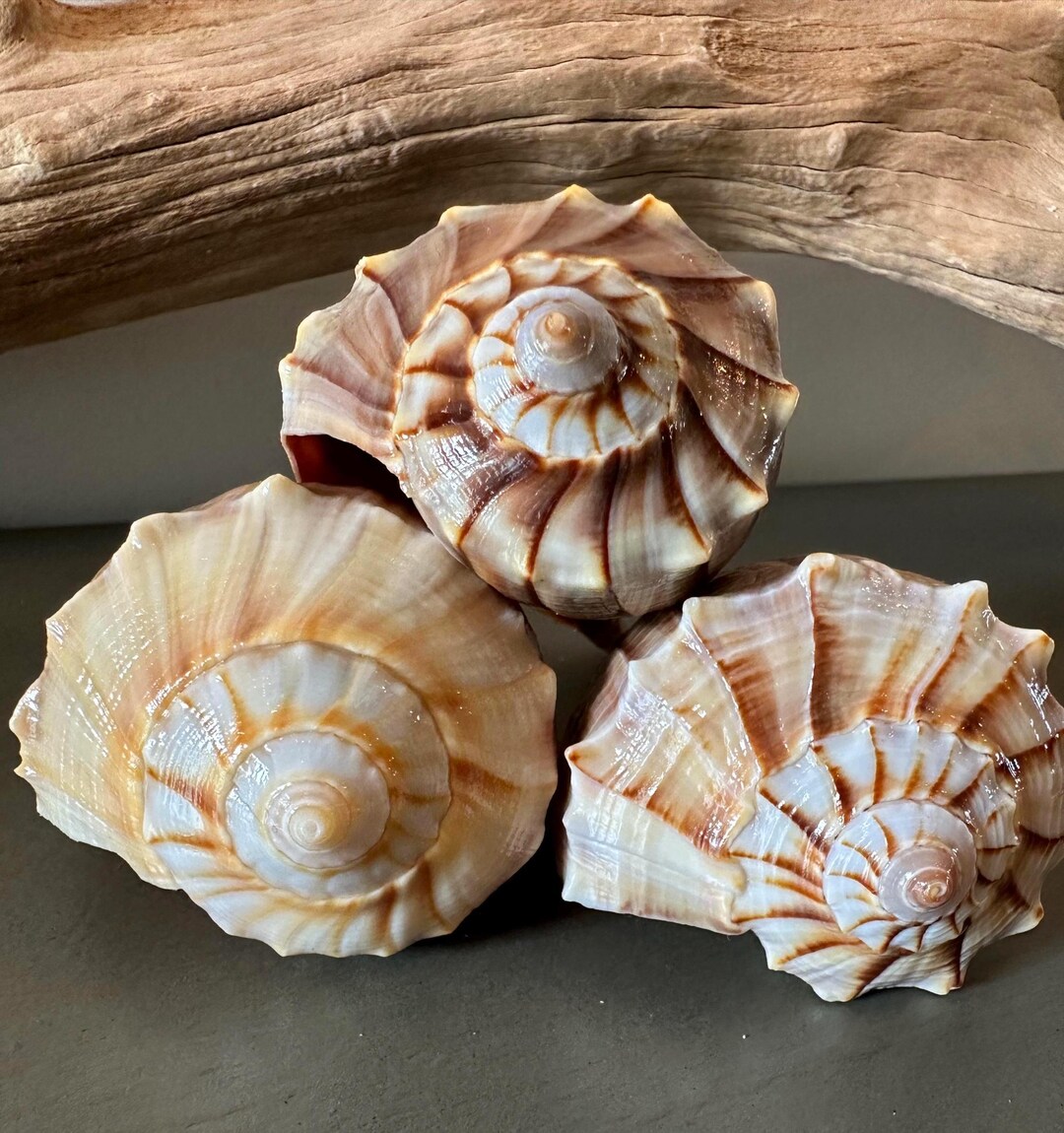 3 Florida Lighting Whelk Sea Shells Sanibel Island Florida Whelks 4"-4. ...