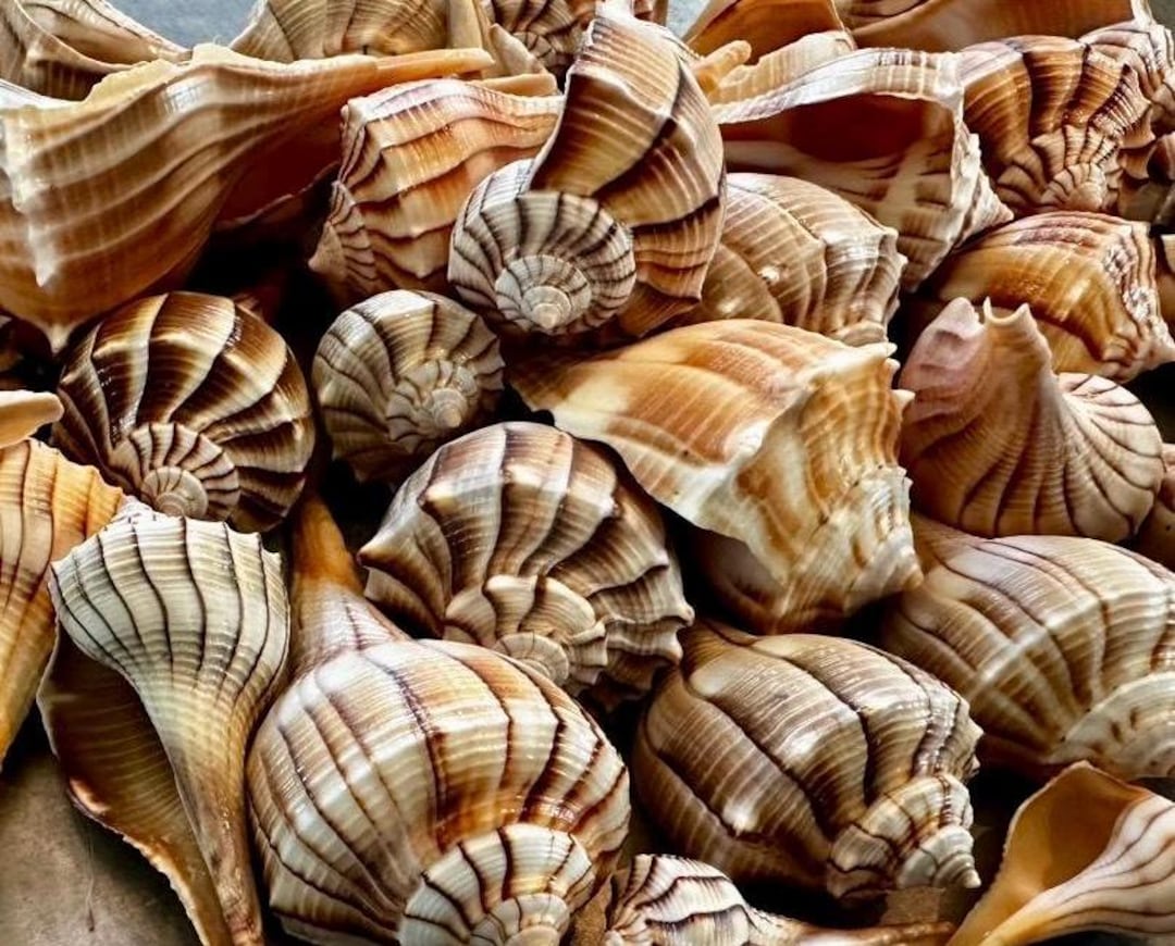 10 Assorted Lighting Whelk Shells From Sanibel Island Florida 2 1/2 ...