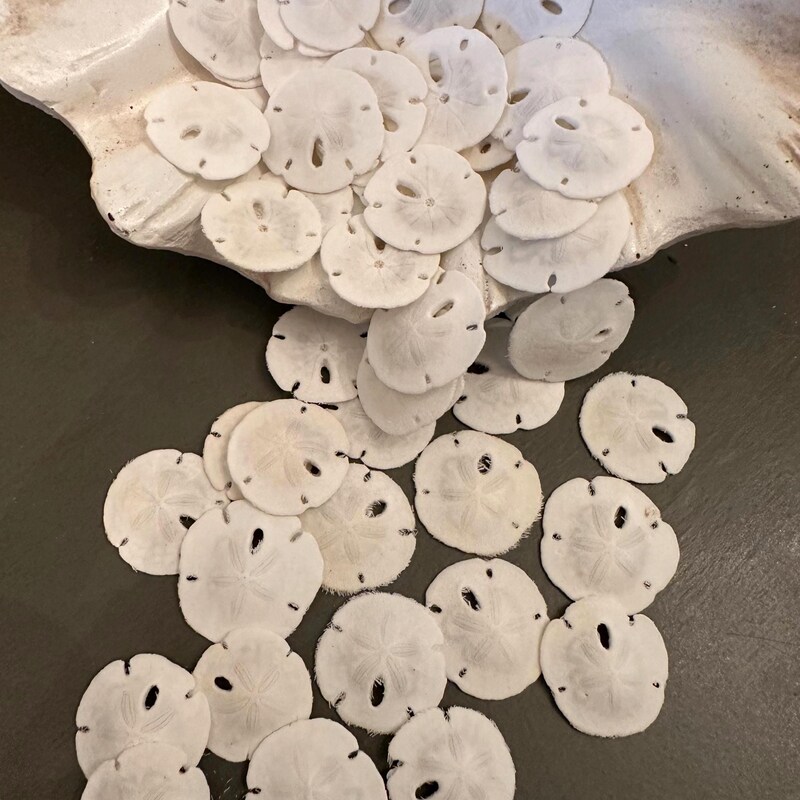 Sand Dollar Ornament - Etsy