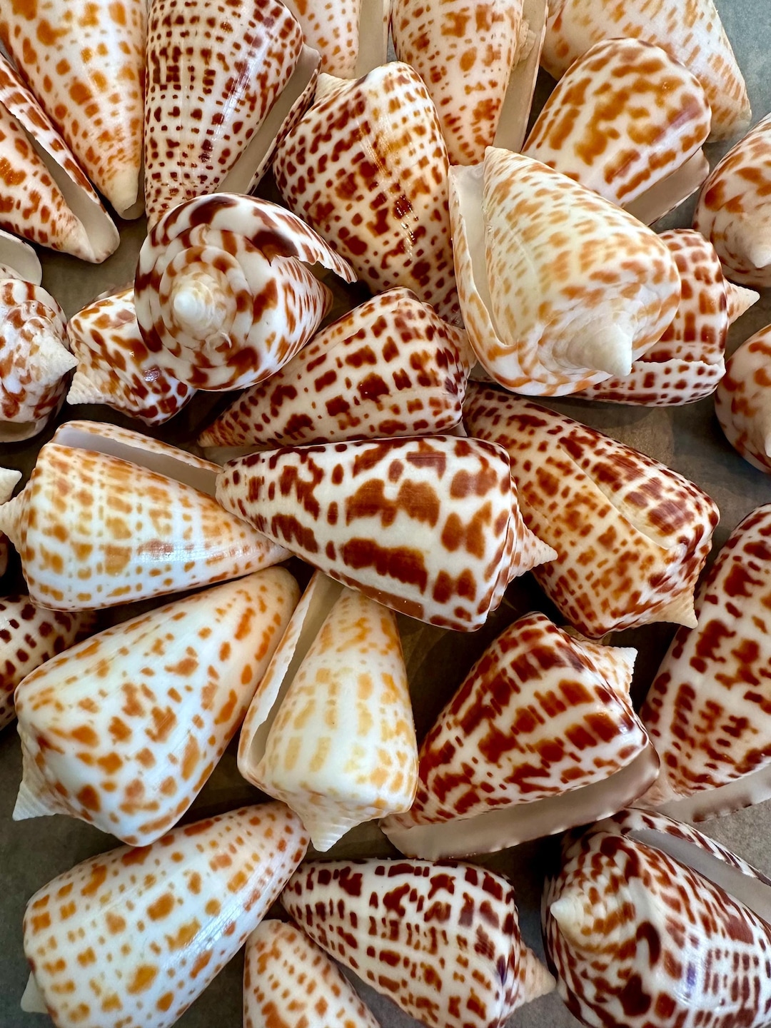 3 Sanibel Island Alphabet Cone Seashells. 3 Florida Seashells - Etsy