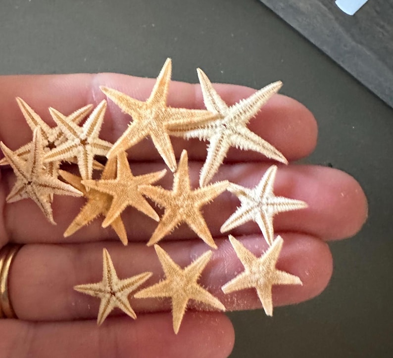 Mini Natural Tiny Starfish Star Sea Shell - Etsy