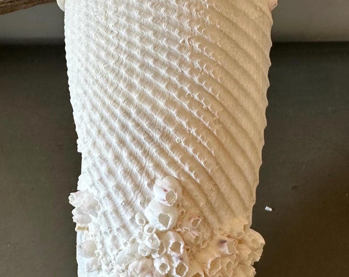 Angel Wing Sanibel Island Florida Beach Natural Large Angel Wing - Etsy