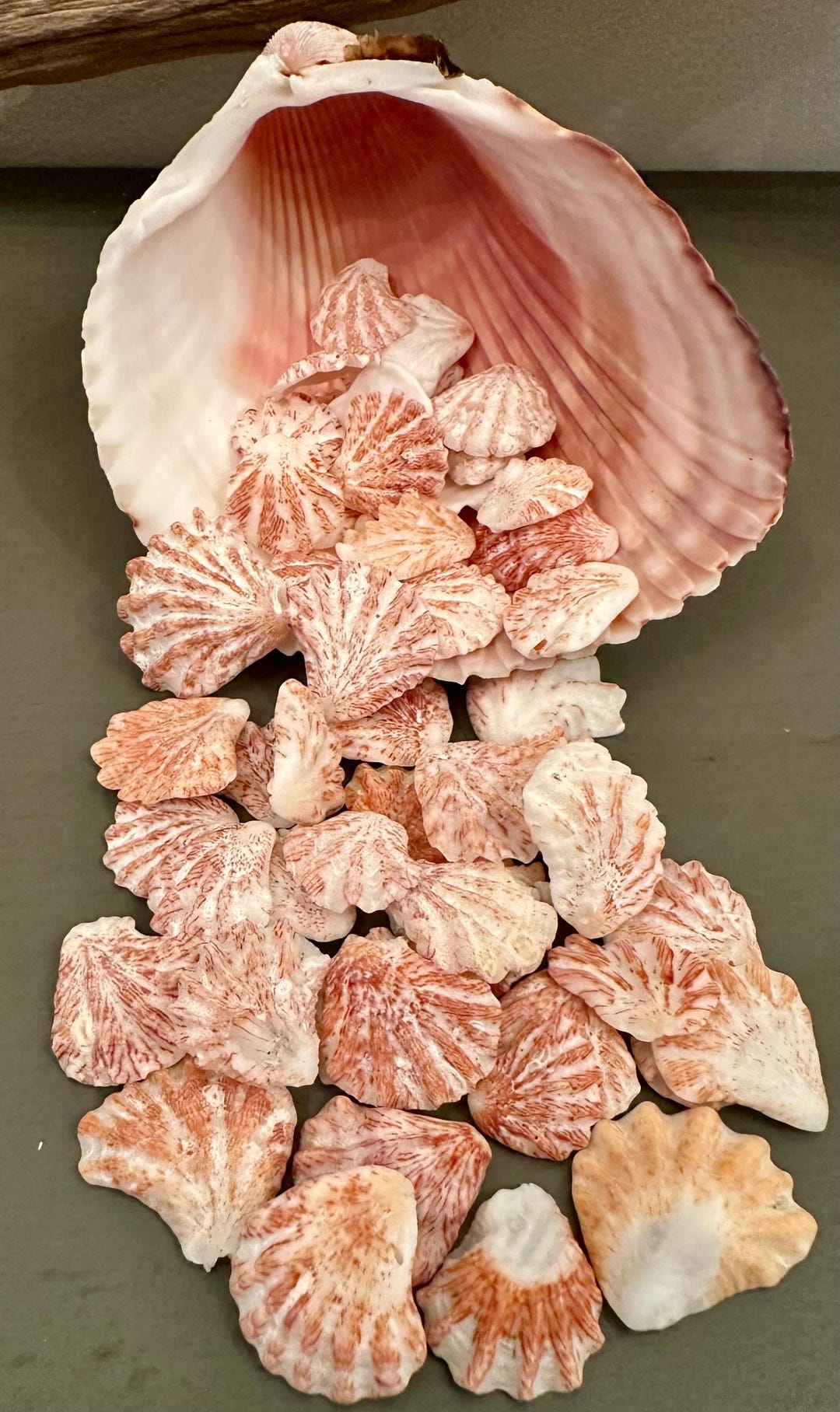 Florida Kitten Paw Shells Cat's Paws Sea Shells Sanibel Island - Etsy