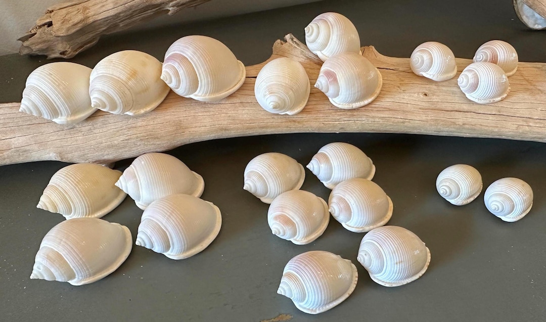 Scotch Bonnet Seashell: Assorted Sizes, Natural Beach Decor - Etsy