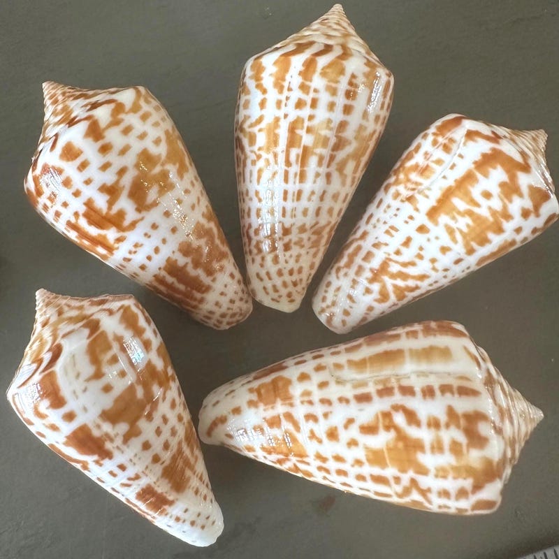 Florida Cone Seashell - Etsy