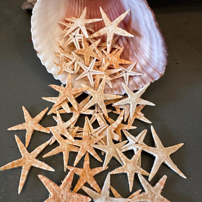 Small Seashells - Etsy