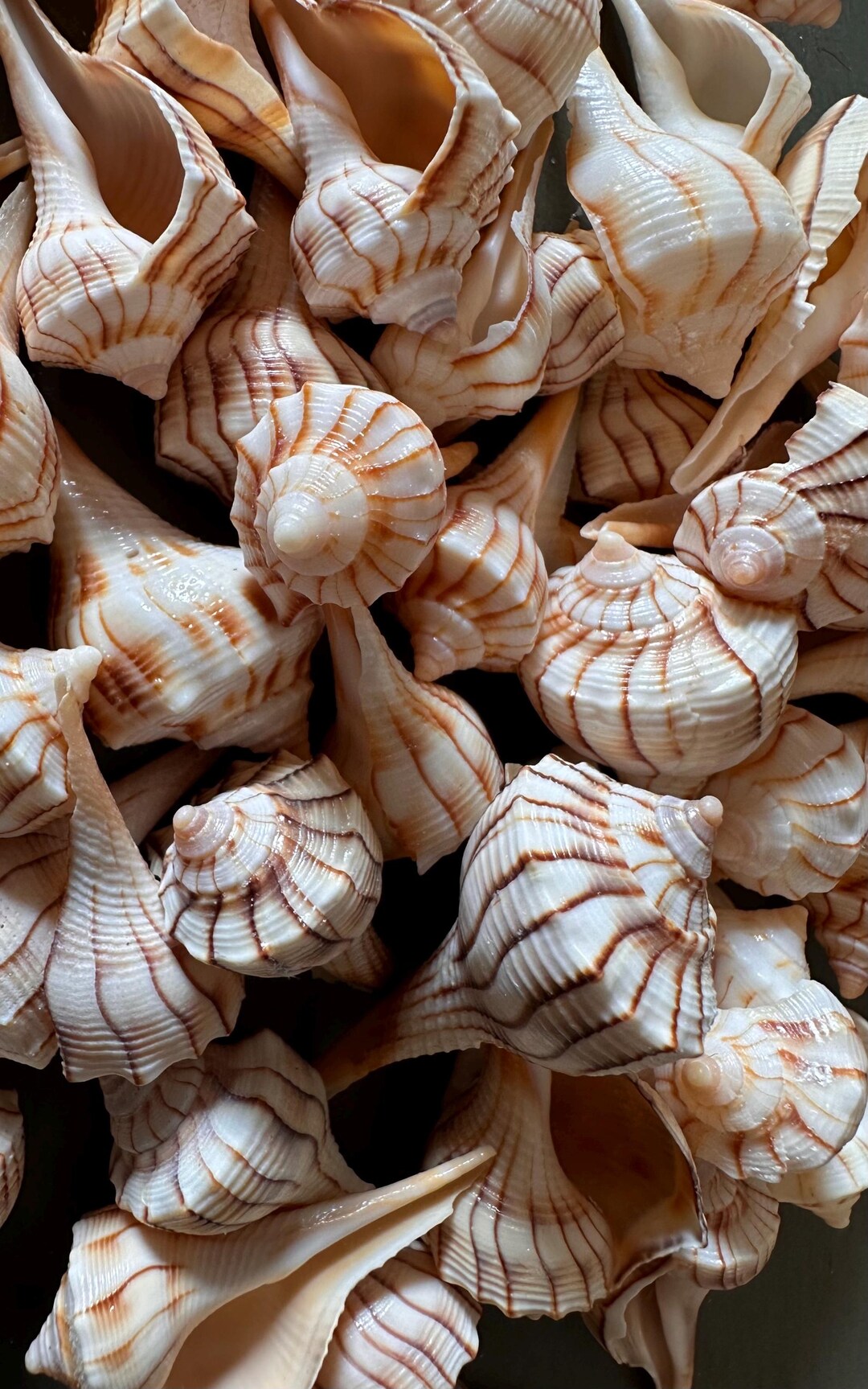 15 Small Florida Lightning Whelk Sea Shells Free Shipping Assorted ...