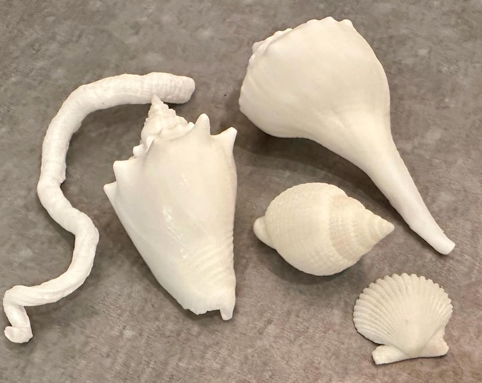 Rare Albino Albinism Lighting Whelk, Juvenile Fighting Conch, Nutmeg ...