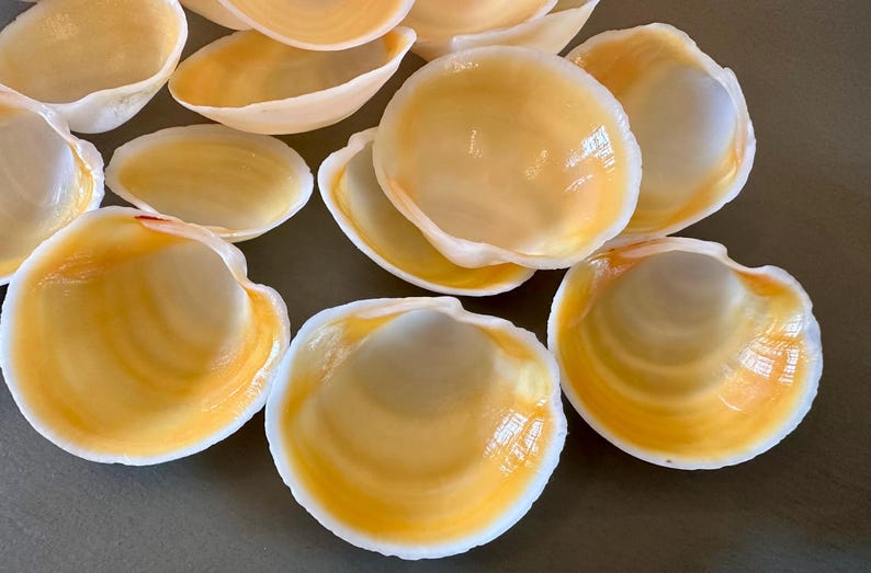 Buttercup Lucines Clam Seashells Yellow Sanibel Island Buttercup ...