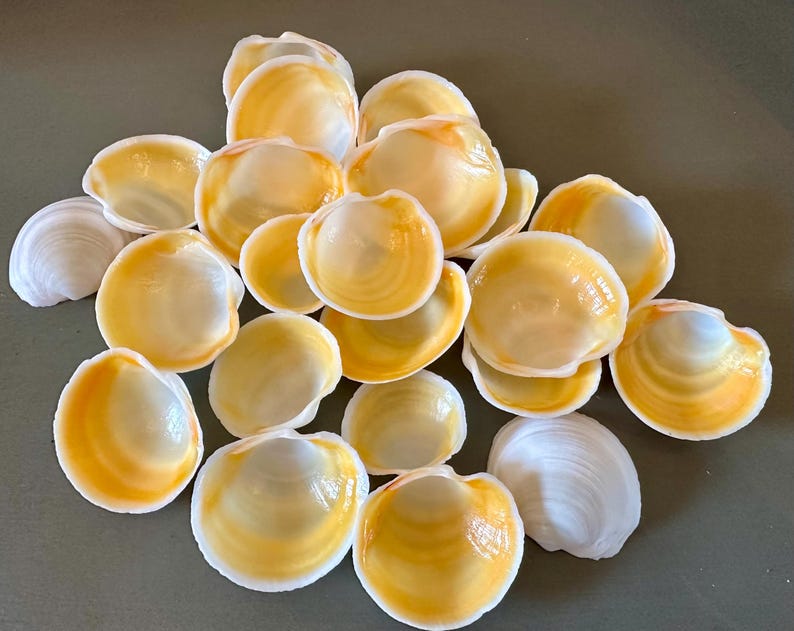 Buttercup Lucines Clam Seashells Yellow Sanibel Island Buttercup ...