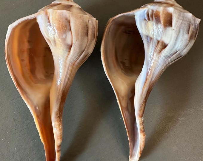2 Florida Lighting Whelk Sea Shells Sanibel Island Florida Whelks 4.5 ...