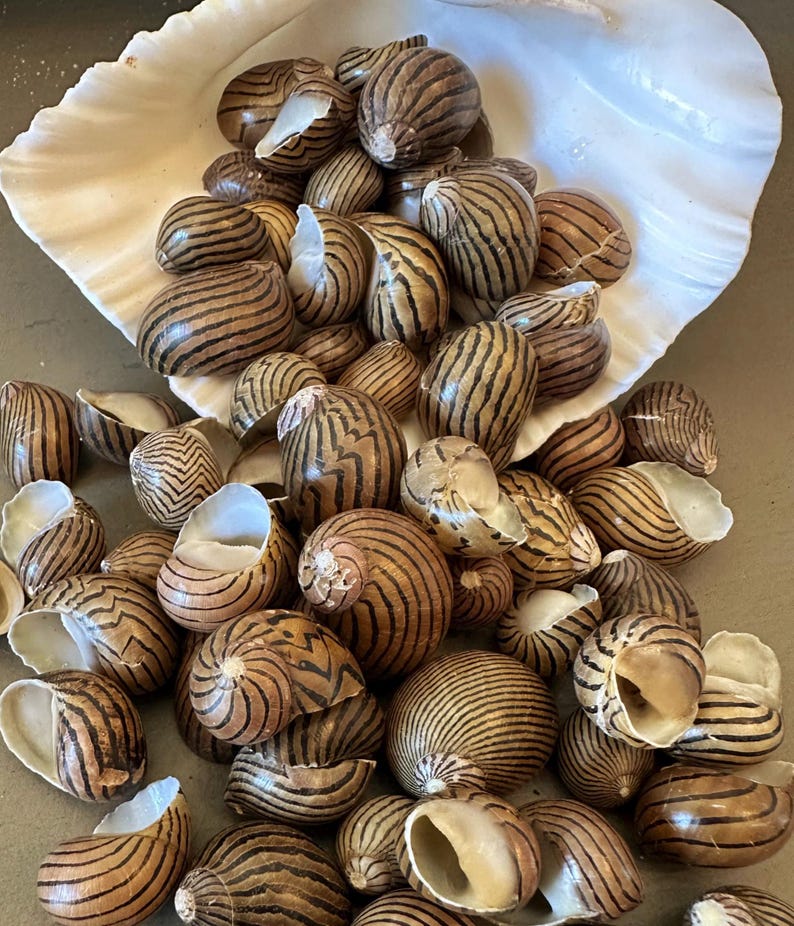 Striped Zig Zag Nerite Shells .75-1" Nerite Communis Land Snail ...