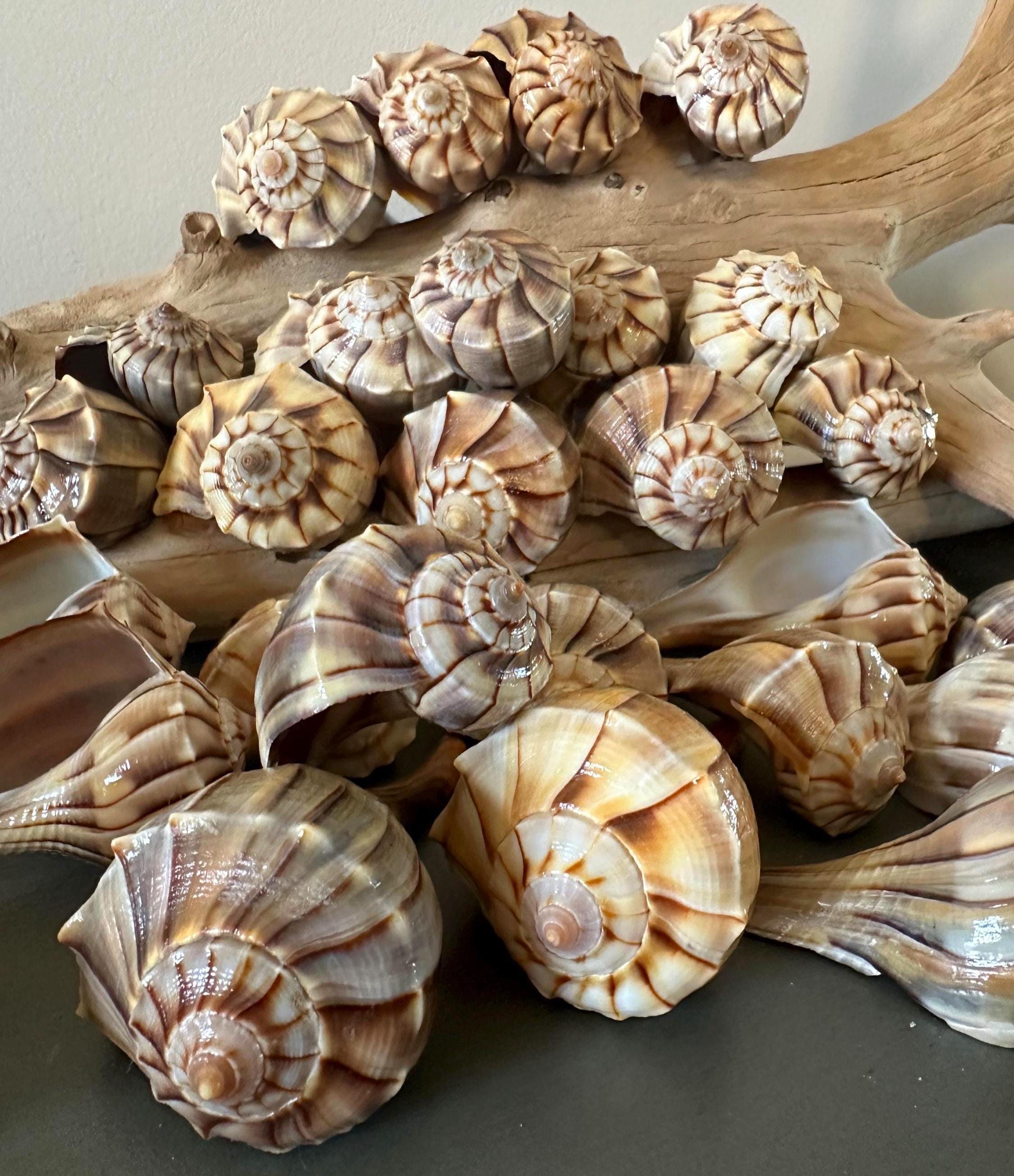 Florida Lightning Whelk Shells Multiple Sizes Available Sanibel Island ...