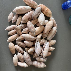 20 Assorted Lettered Olive Sea Shells From Sanibel Island Florida FREE ...