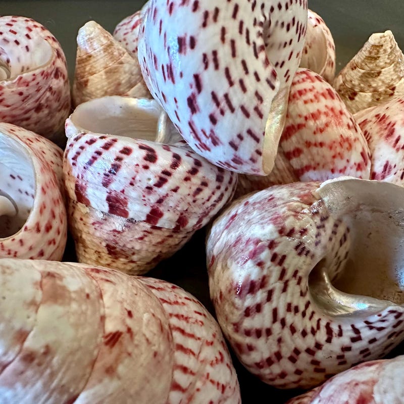 Trochus Shell - Etsy