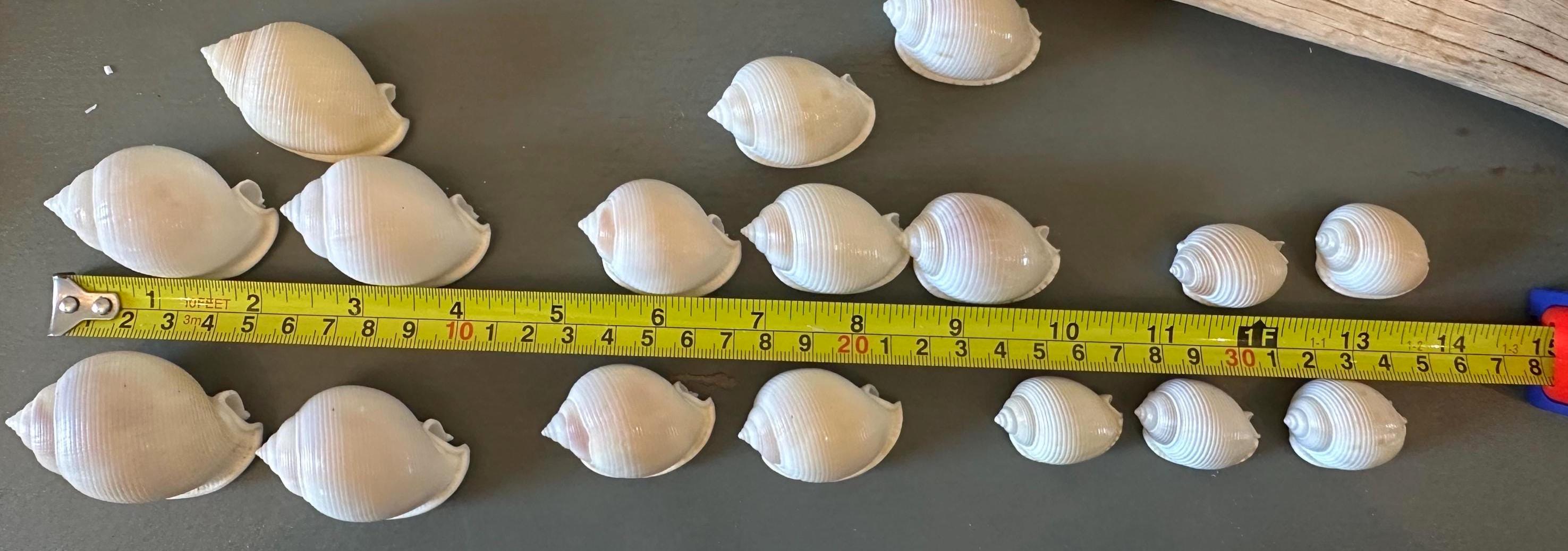 Scotch Bonnet Seashell: Assorted Sizes, Natural Beach Decor - Etsy
