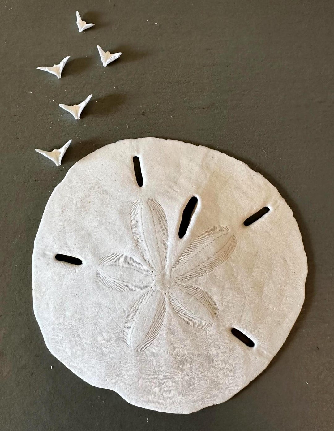 Sand Dollar With Sand Dollar Doves Florida Sand Dollar Peace Doves - Etsy