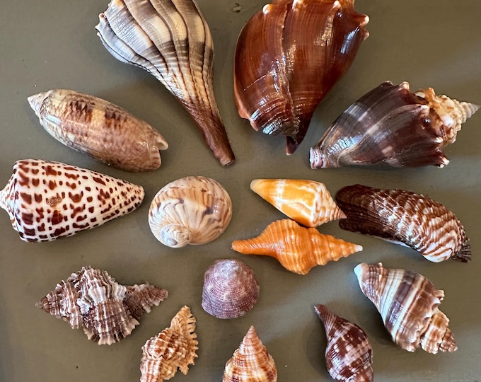 15 Dark Seashells Set Sanibel Island Florida Seashells Southwest ...