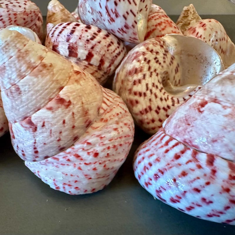 Trochus Shell - Etsy