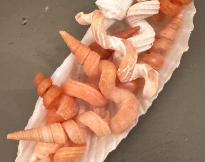 Angel Wing Seashell With Worm Horn Shells Displayed in a Sanibel Island ...