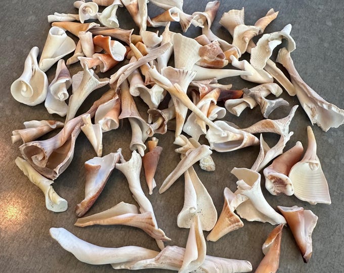 Shell Cores Swirly Spiral Seashell 65 Partials Conchs, Whelks Natural ...