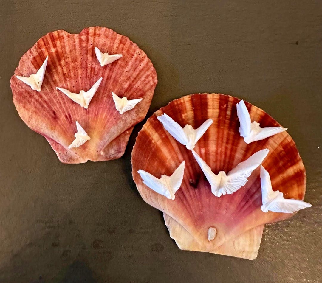 Doves, Sand Dollar Doves Assorted Sizes Available Peace Doves - Etsy