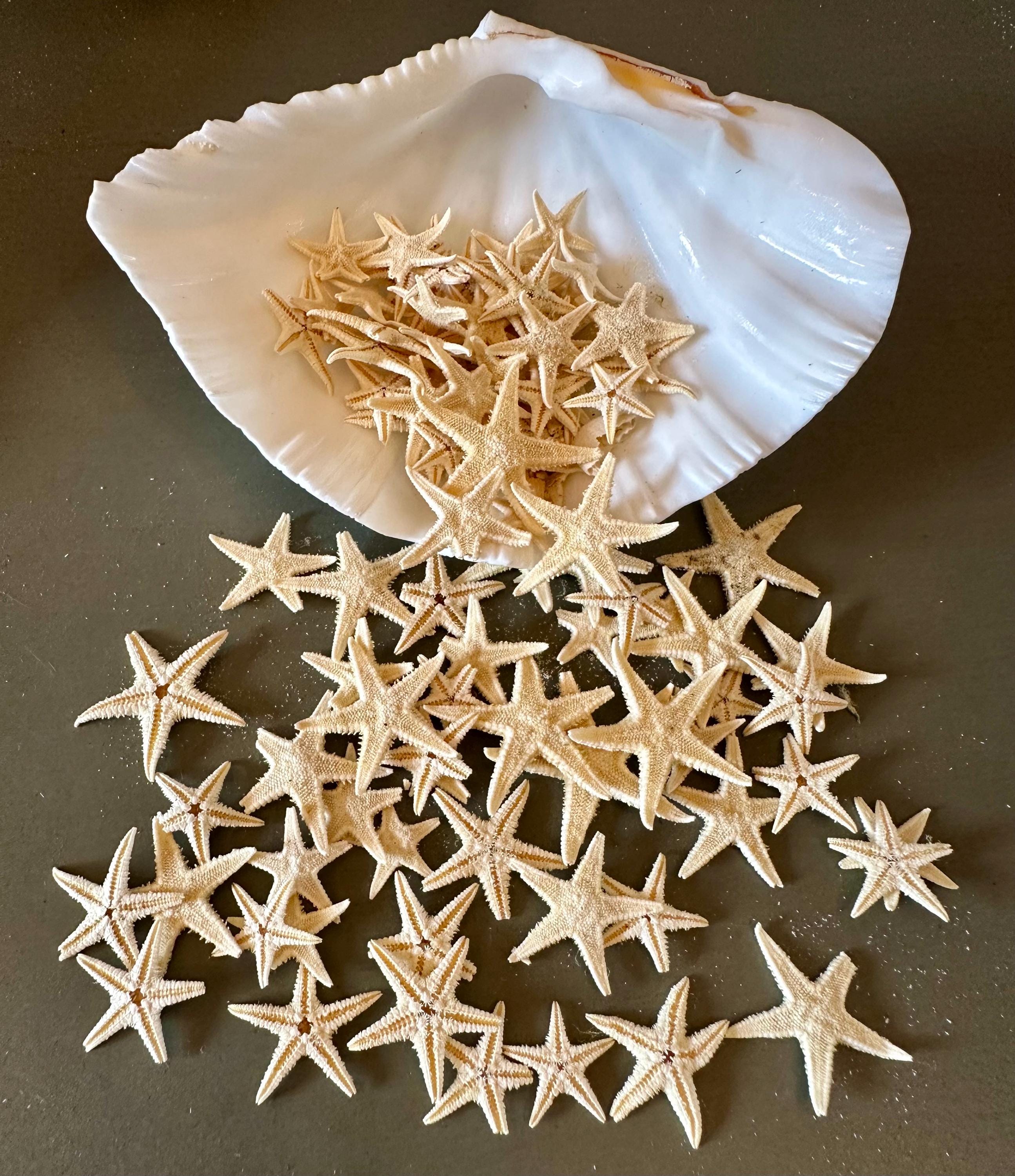 Mini Natural Tiny Starfish Star Sea Shell - Etsy