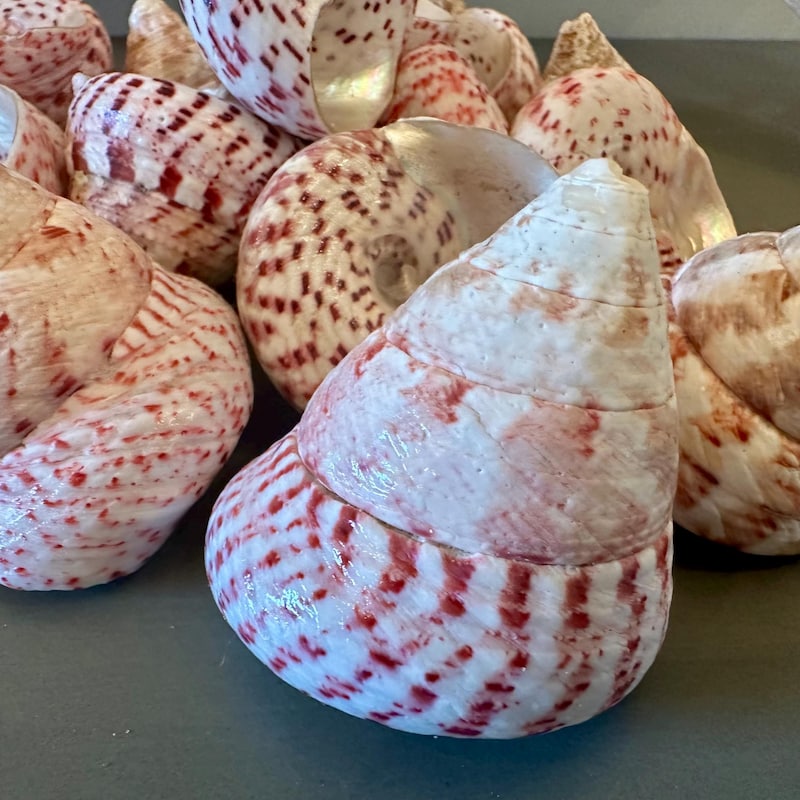 Trochus Shell - Etsy