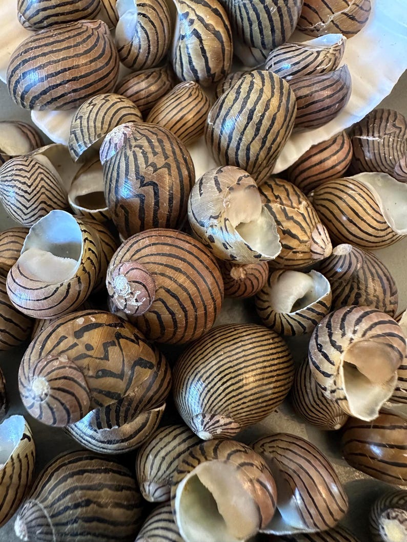 Striped Zig Zag Nerite Shells .75-1" Nerite Communis Land Snail ...