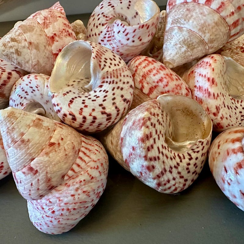 Trochus Shell - Etsy