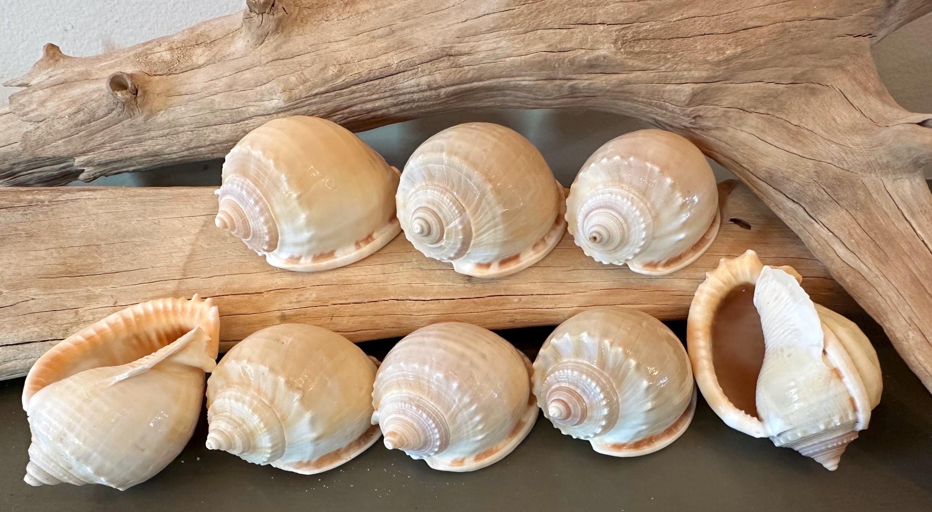 Scotch Bonnet Seashell Extra Large Bonnets 2.5" - 3" - Etsy